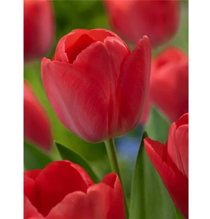 Tulpe 'Lady van Eijk', Tulipa 'Lady van Eijk' - 1A Garten Ammer