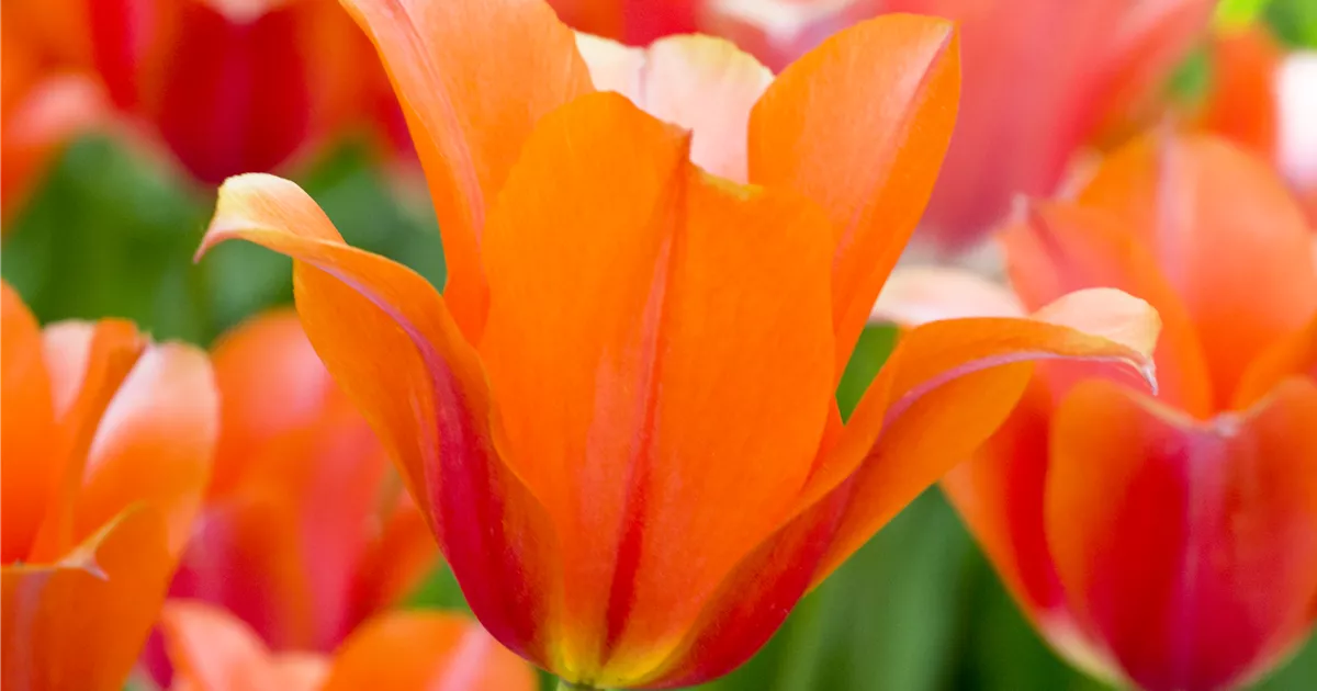 Tulpe 'Orange van Eijk', Tulipa 'Orange van Eijk' - 1A Garten Ammer
