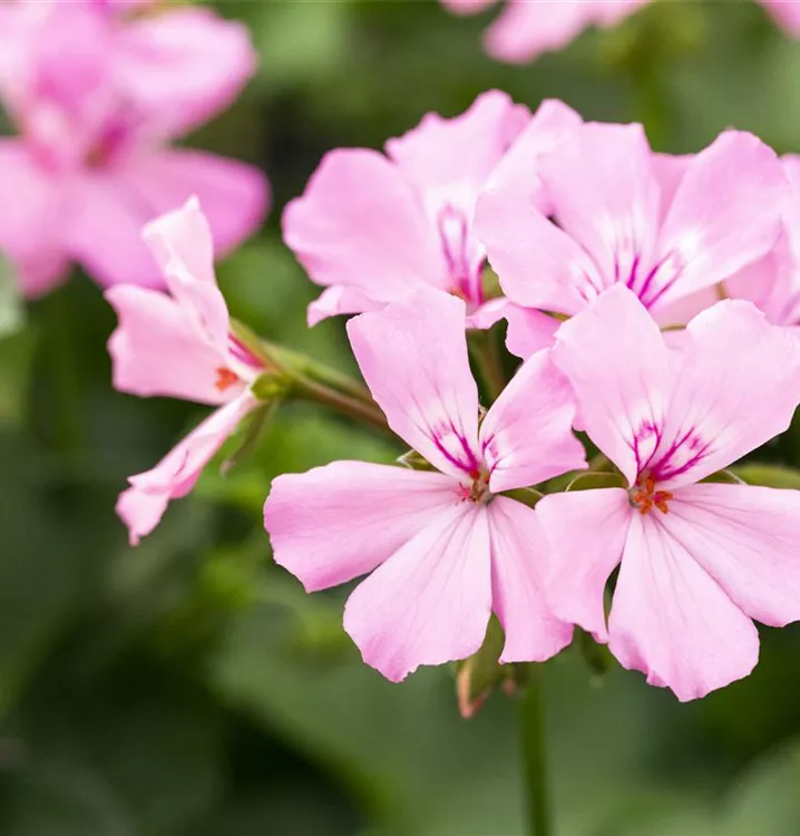 Pelargonium interspecific 'Marcada® Pink', Pelargonie 'Marcada® Pink ...