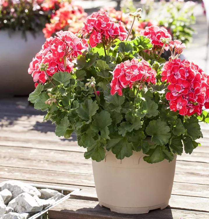 Pelargonium zonale Savannah® TexMex® 'Ruby', Zonal-Pelargonie Savannah® TexMex® 'Ruby' - 1A ...