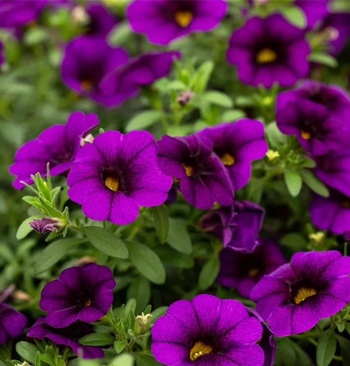 Calibrachoa MiniFamous® Uno 'Blue', Zauberglöckchen MiniFamous® Uno ...