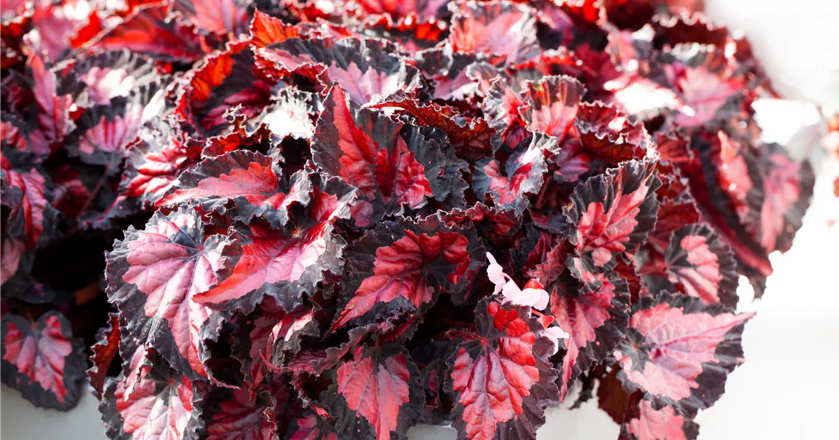 Begonia rex 'Inca Night'®, Begonie 'Inca Night'®, Zimmerpflanzen Online ...
