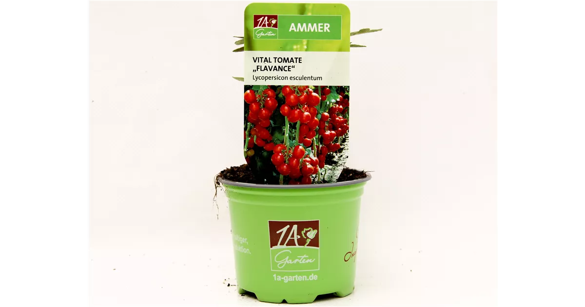 Solanum lycopersicum 'Flavance', Vital-Tomate 'Flavance ...