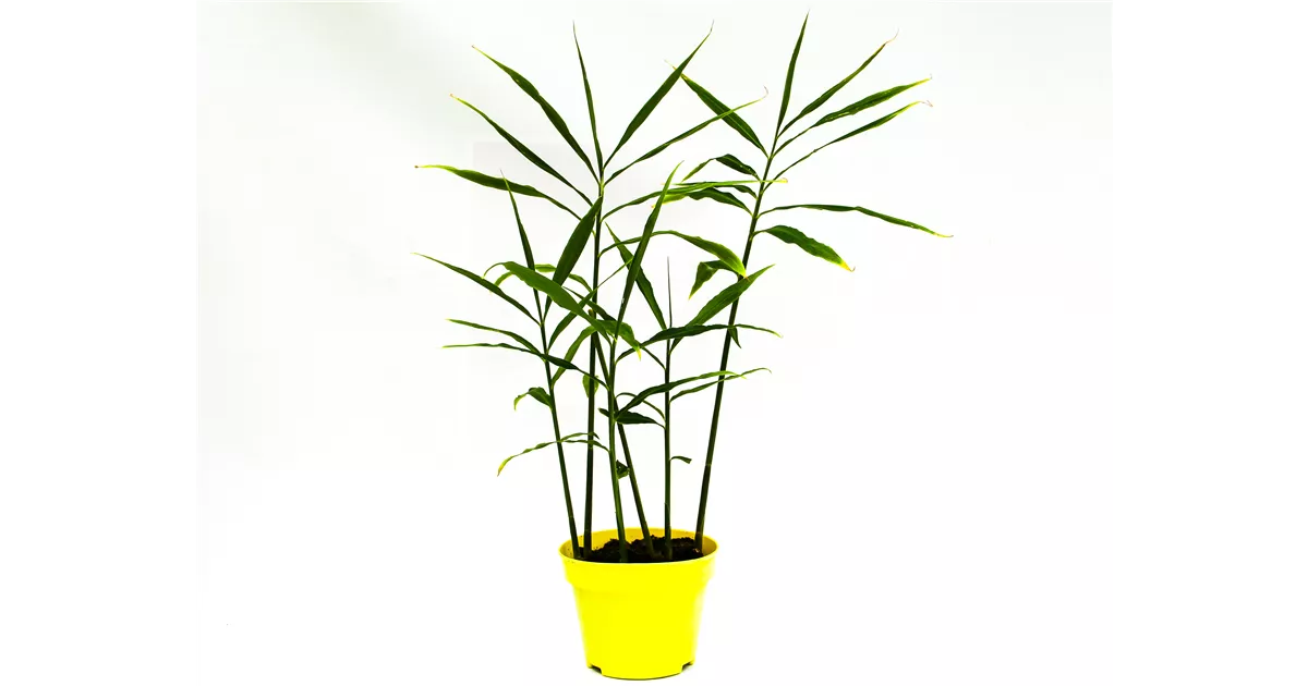 Zingiber officinale, Echter Ingwer Pflanze, Pflanzen - Online bestellen ...