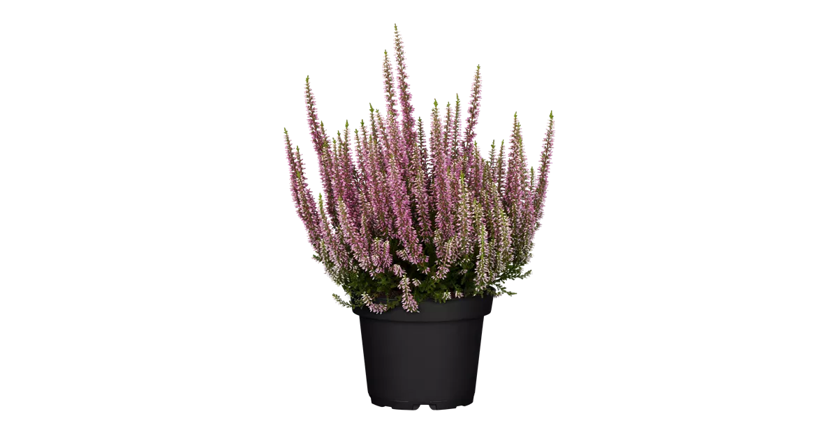 Calluna vulgaris, rosa, Besenheide, Pflanzen Online und vor Ort kaufen ...