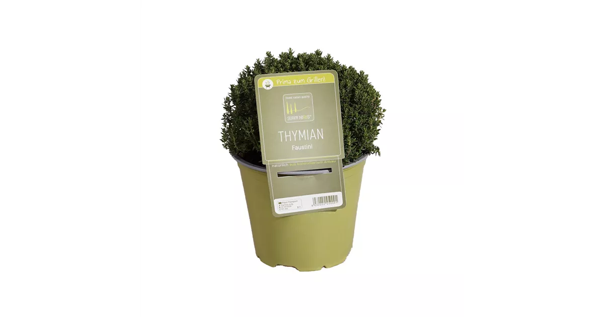 Thymus vulgaris 'Faustini', Thymian 'Faustini', Kräuter Online und vor ...