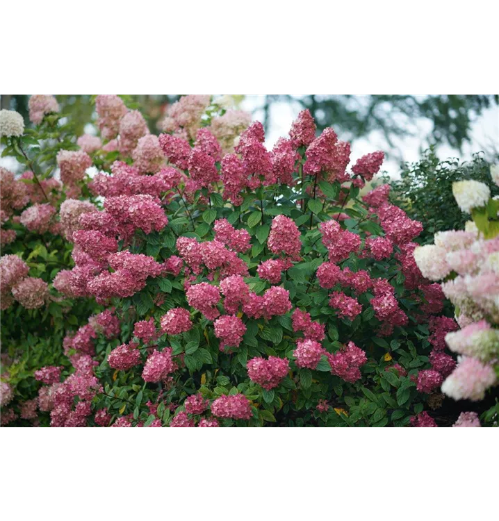 Proven winners hydrangea store