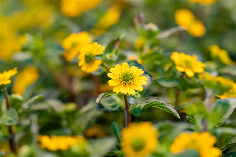 Minibini Fb Mini Seven Club Nederland | Fans Van Cooper, Classic En