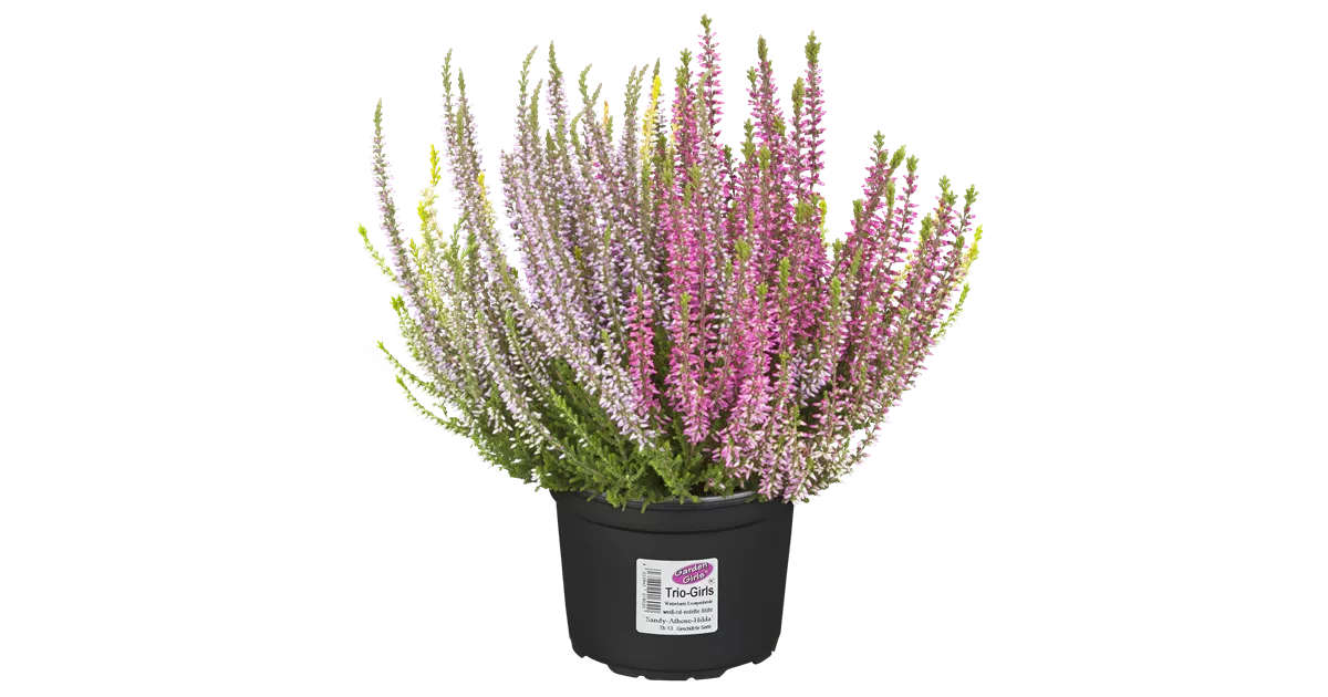 Calluna vulgaris Trio-Girls®, Winterharte Knospenheide Trio-Girls ...